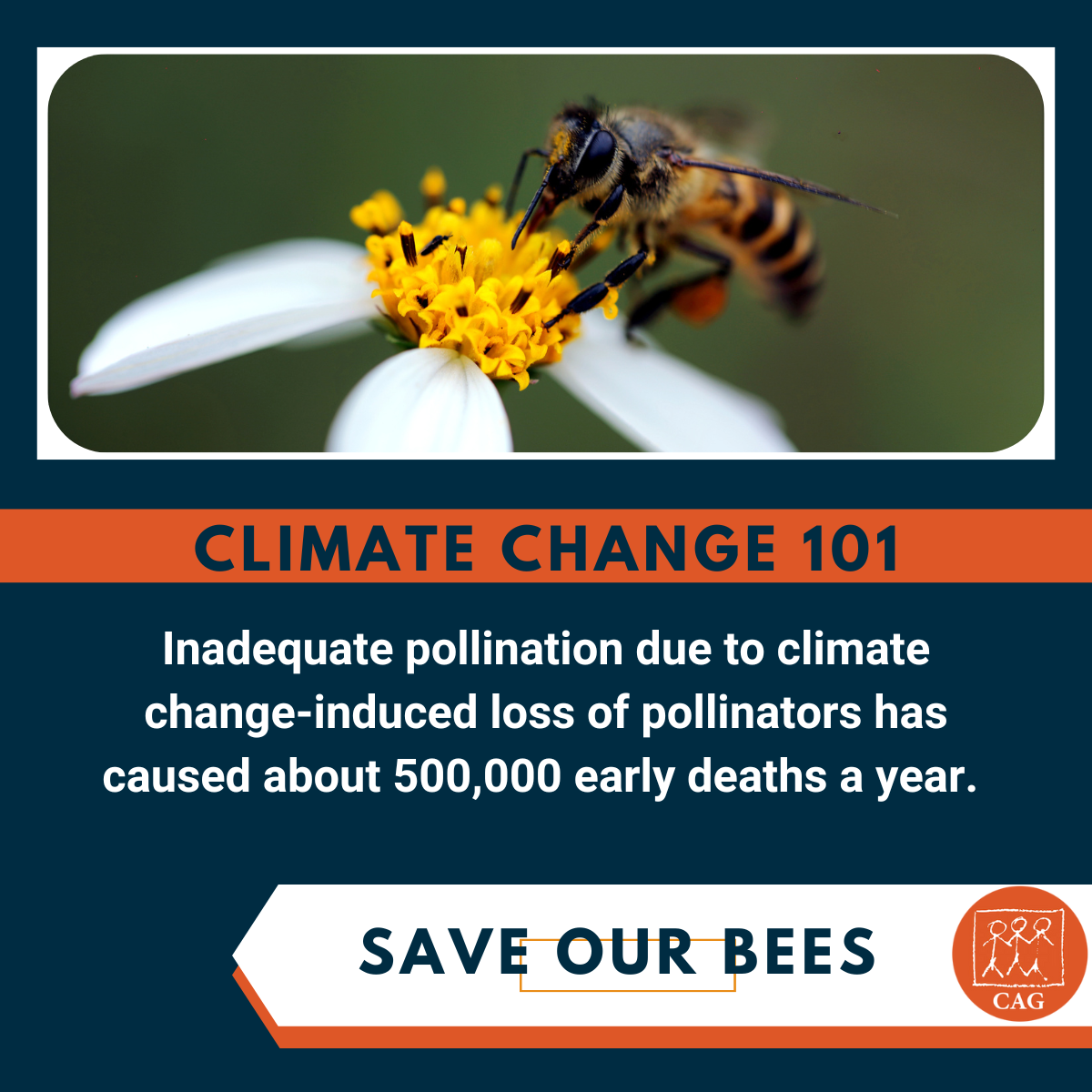 Climate Change - Save our Bees | Climate Connection
