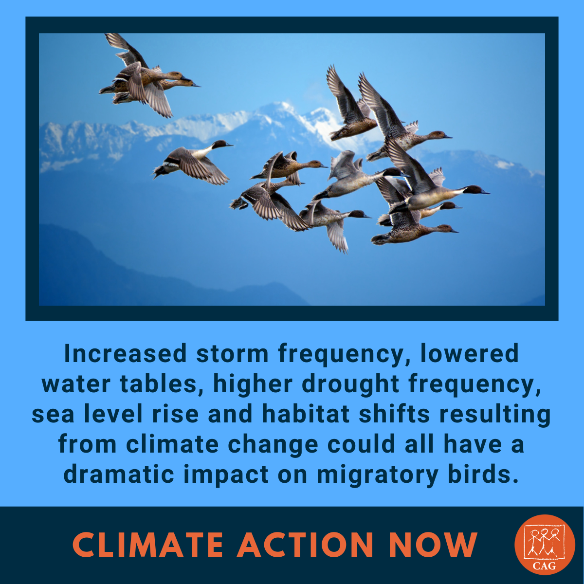 Climate Change - Impact on migratory birds | Climate Connection