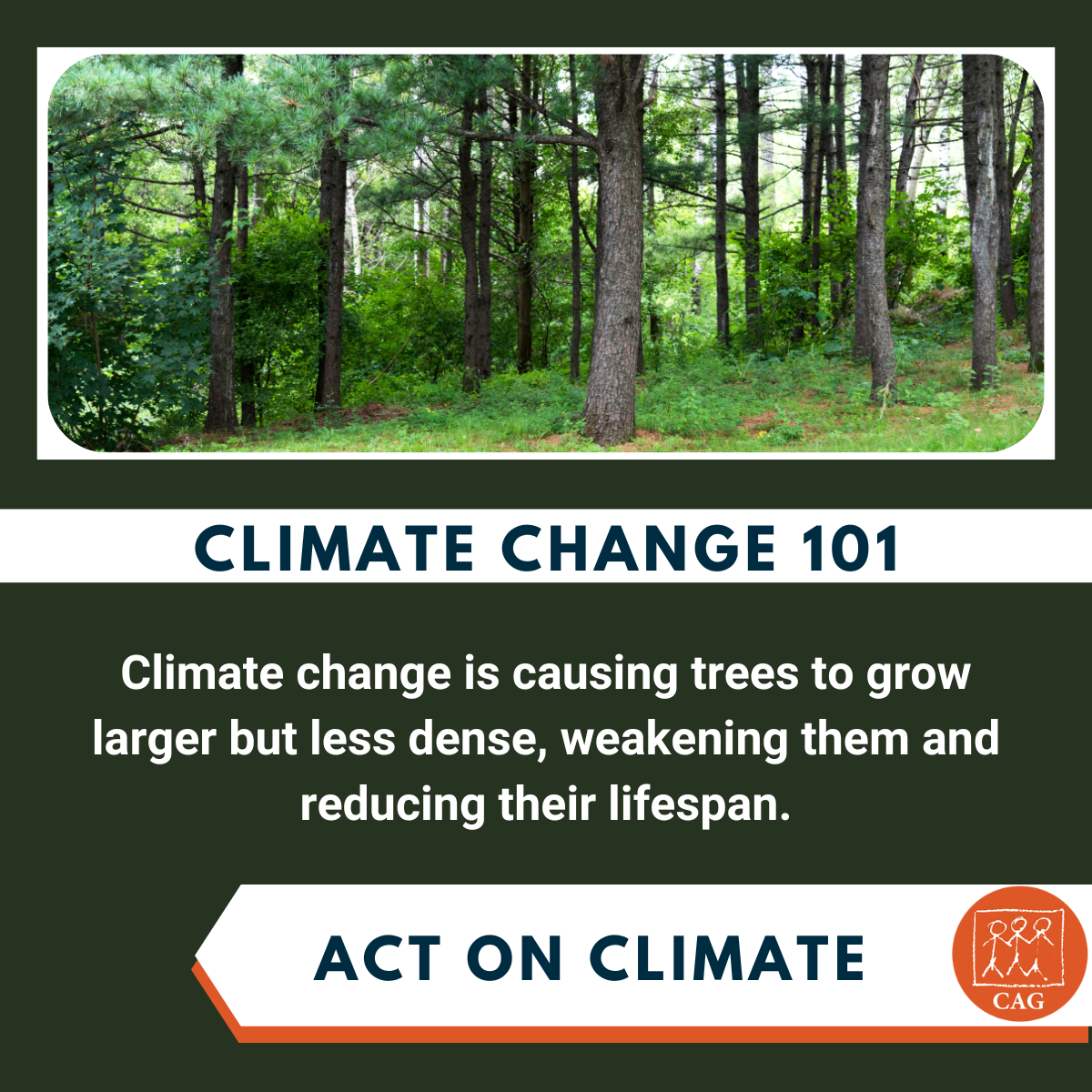 Climate Change - Impact on Trees | Climate Connection