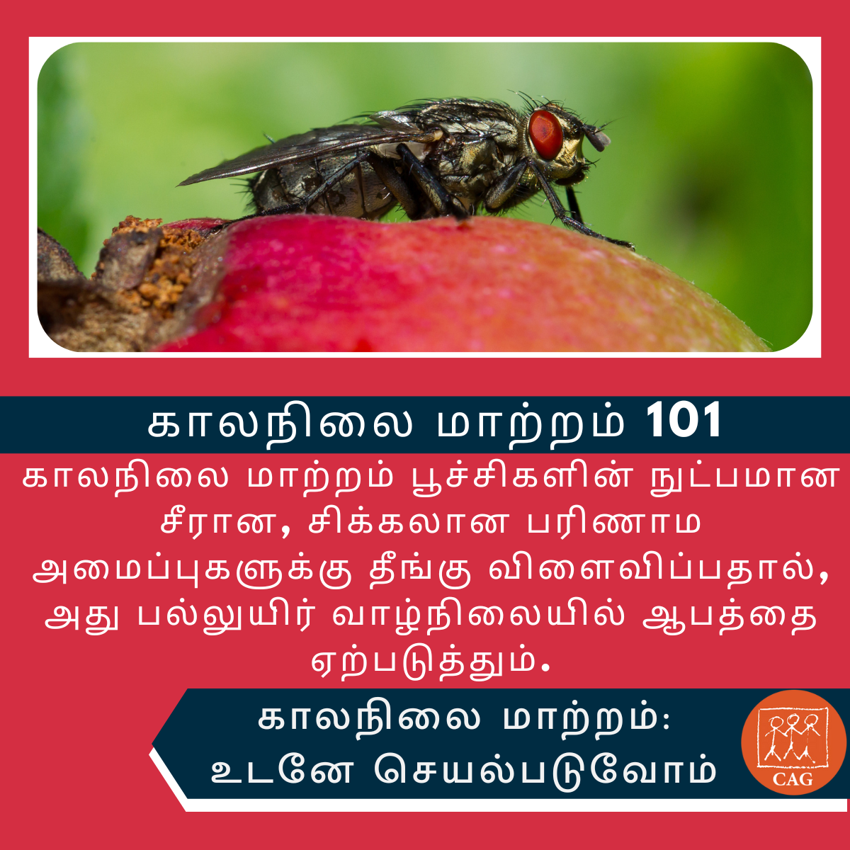 Climate Change: Impact on insects evolution | Climate Connection