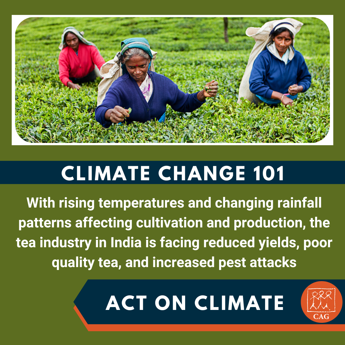 Climate Change - Decline in tea cultivation | Climate Connection