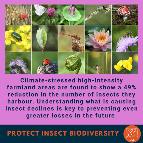 Climate Change - Insect Biodiversity | Climate Connection